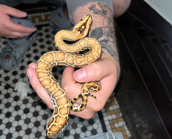 Female Champagne 66% Het Albino Burmese Python by Jam Exotic Reptiles