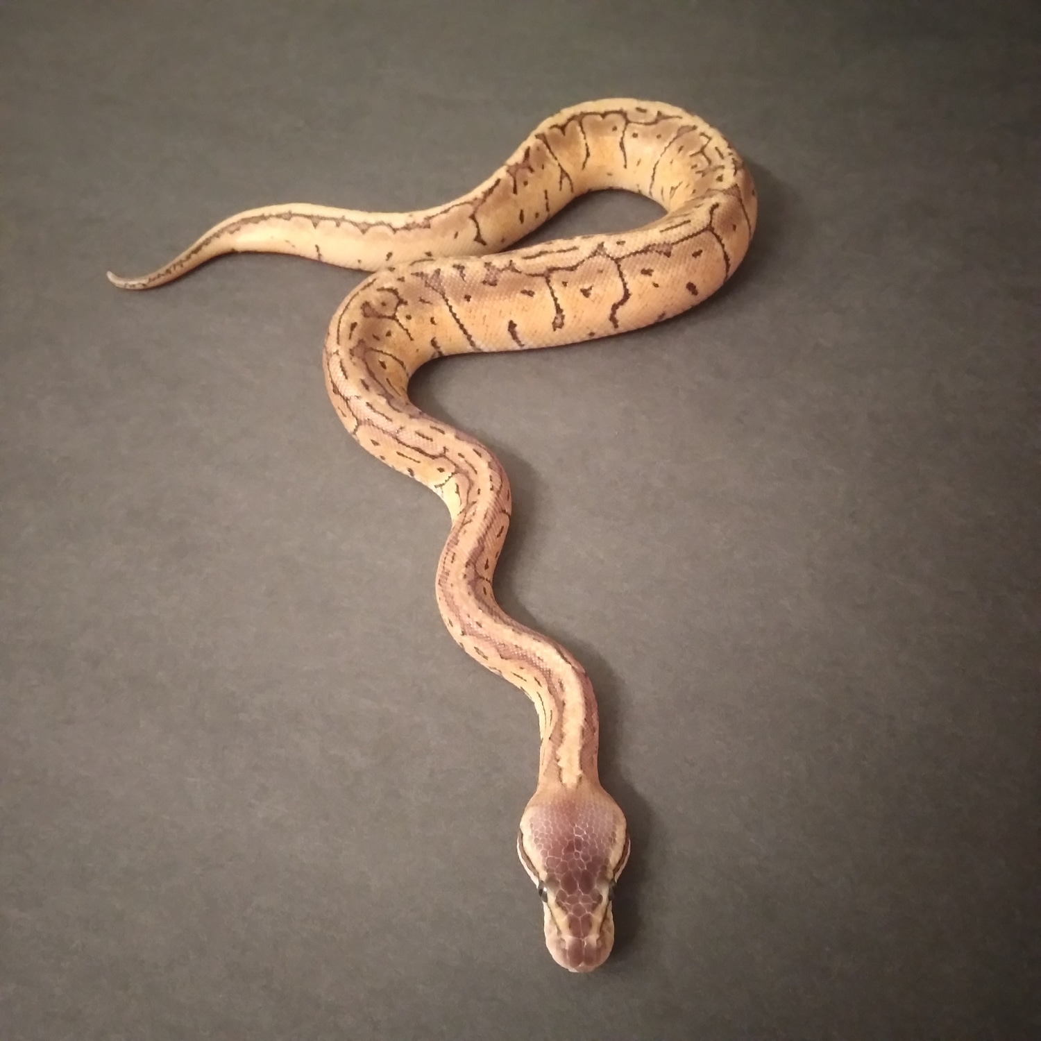 Lemon Blast Ball Python by Ophidian Odyssey - MorphMarket