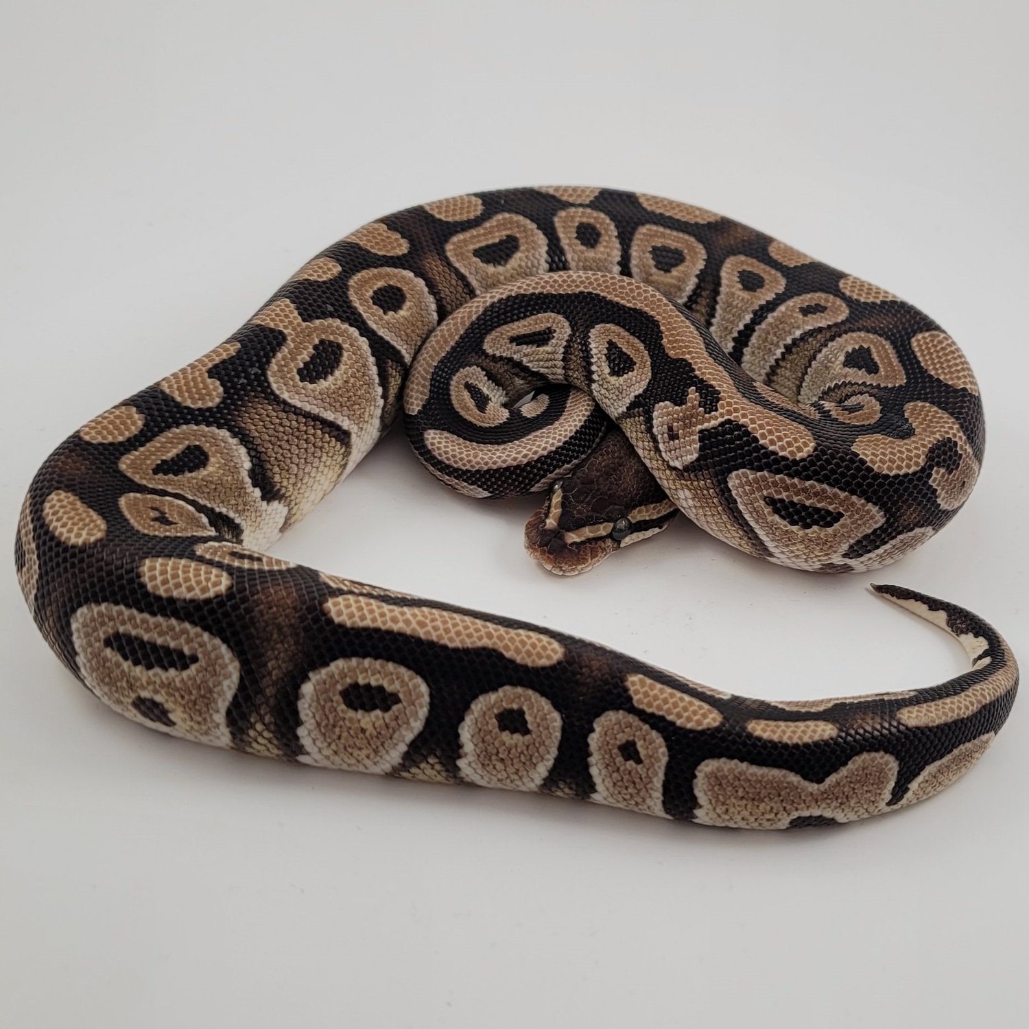 Mojave Ball Python by Ophidian Odyssey - MorphMarket