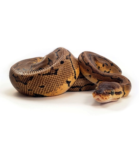 Aussie - Lemonblast Ball Python by Ophidian Odyssey