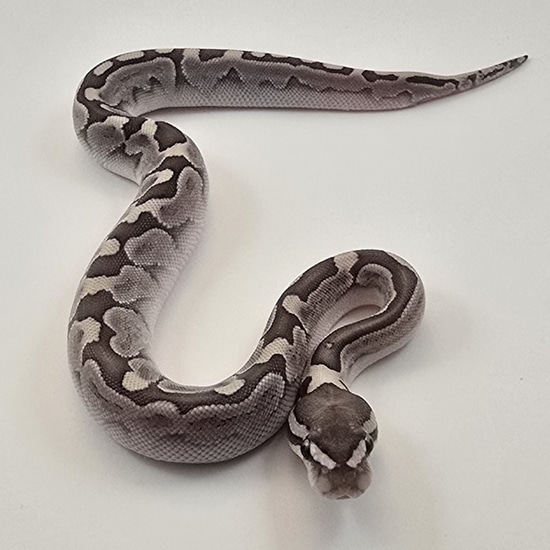 Bamboo Het G-Stripe Twin Ball Python by Ophidian Odyssey