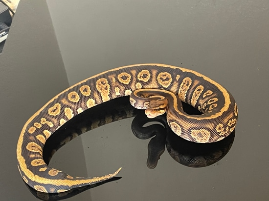 Stranger Spotnose 66% Het Clown Ball Python by Science of Serpents