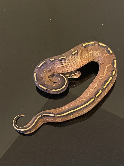 Black Head Freeway Ball Python by Science of Serpents