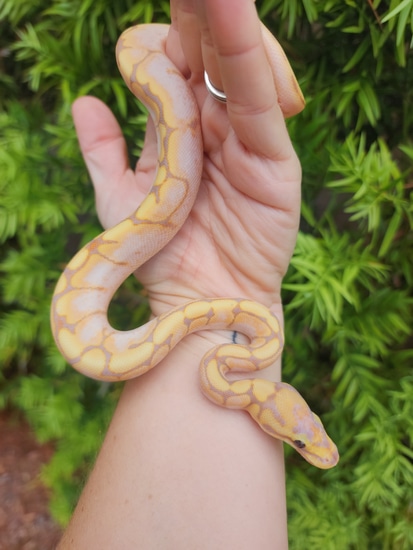 Banana Killer Bee Ball Python by Professor's Pythons
