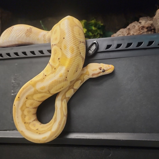 Pastel Banana Proven Breeder-Julius Ball Python by Professor's Pythons