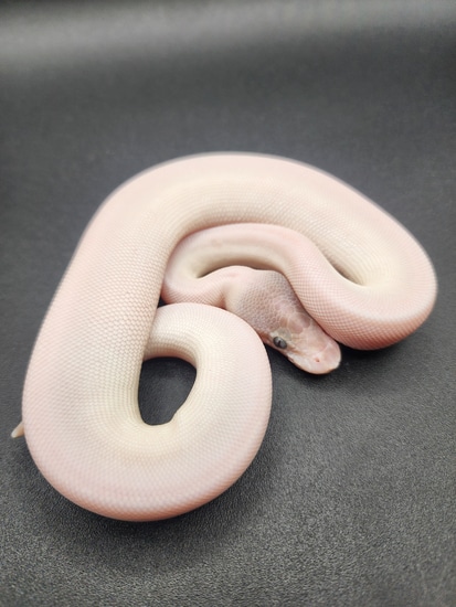 Super Mojave Ball Python by Professor's Pythons