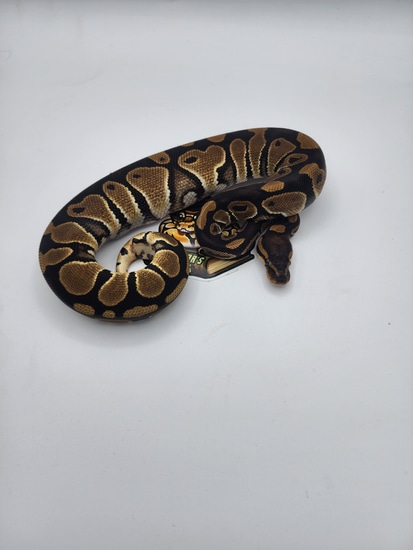 Double Het TSK Axanthic Enhancer Pos DHet Hypo Gstripe Ball Python by ...