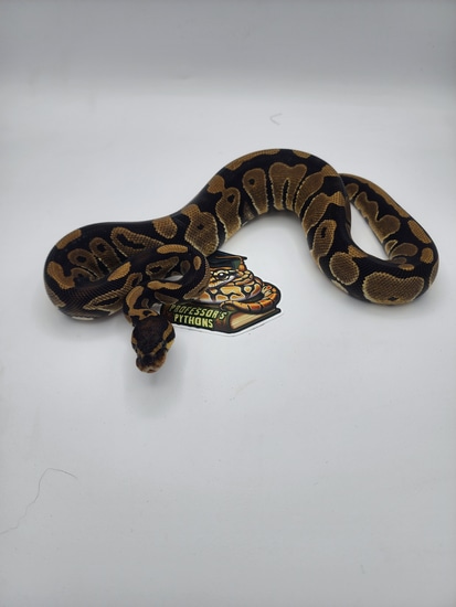 Double Het Tsk Axanthic Enhancer Possible Double Het Hypo Gstripe Ball ...