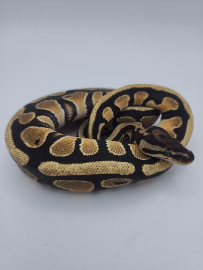 Orange Dream Spector/Yellow Belly Het DG Ball Python by Professor's Pythons