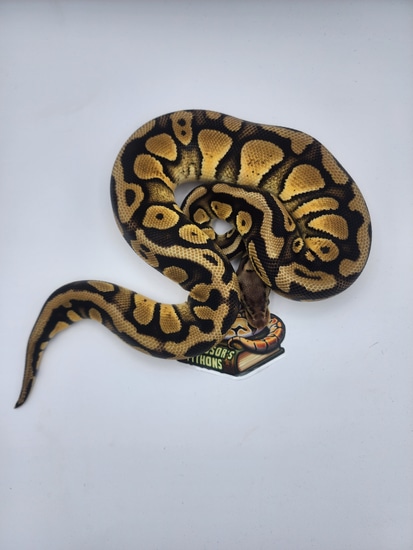 Pastel Cinder Het Clown Ball Python by Professor's Pythons