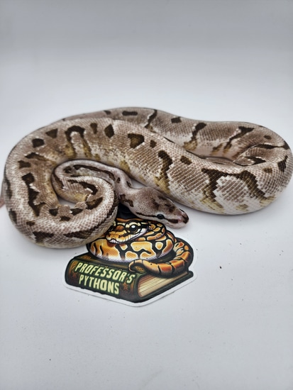 Tsk Axanthic Pastel Spector YB Spider Ball Python by Professor's Pythons