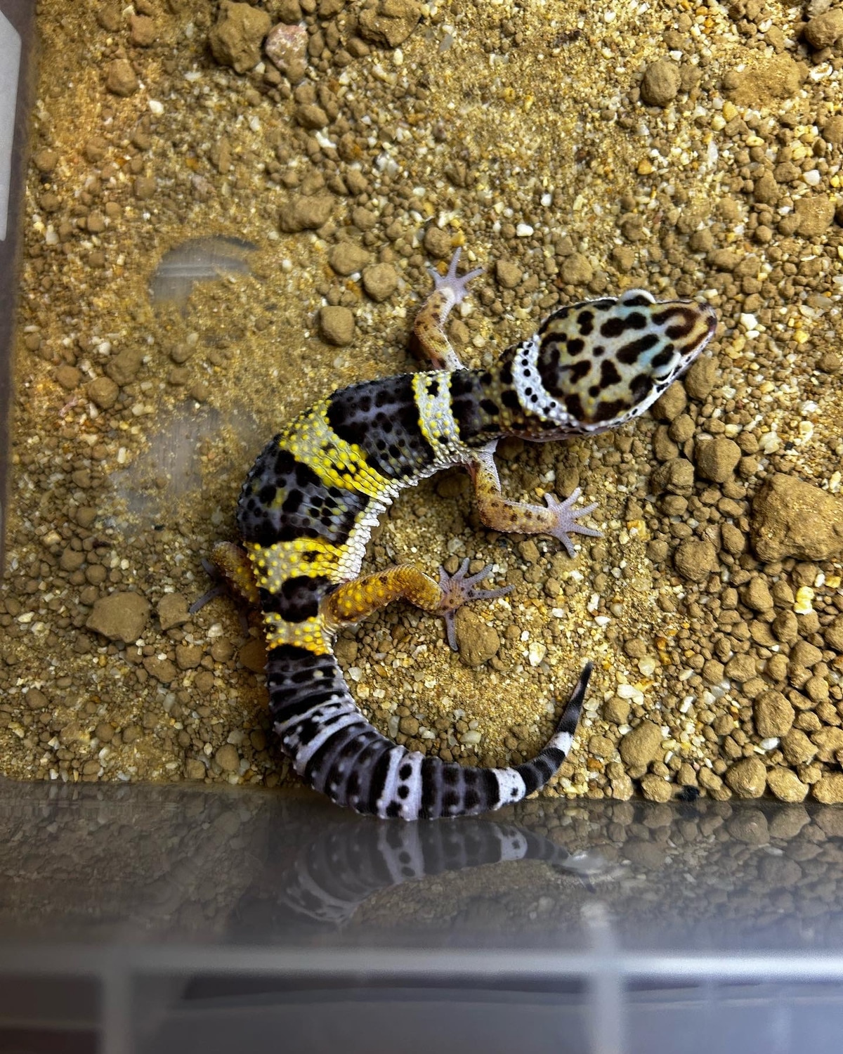CB22 Wild Type Leopard Gecko by JDM Geckos - MorphMarket
