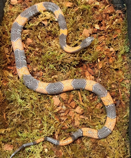 Black Gap Alterna Gray-Banded Kingsnake by Black Tongue Reptiles