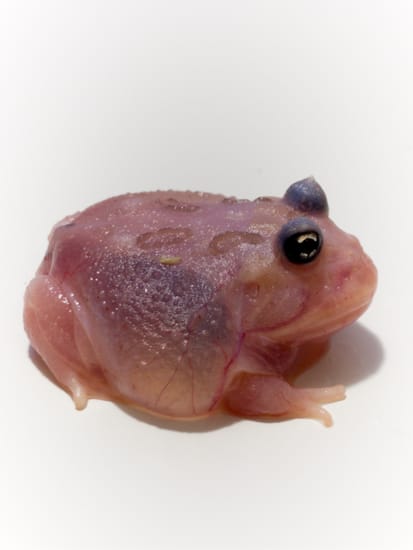 Translucent Pink Chicken Pacman Frog by JamJam Exotic