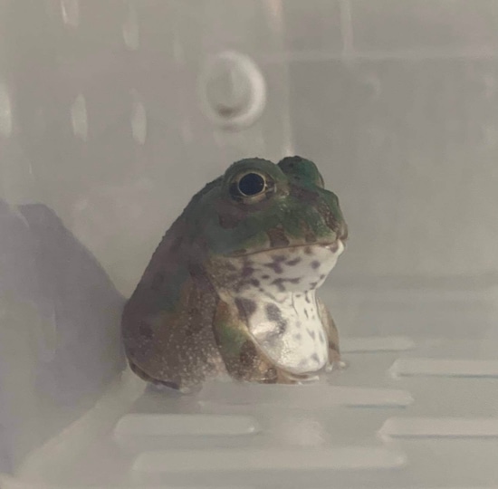 Chaco Horned Frog (Chacophrys Pierottii)(Rare) Pacman Frog by JamJam Exotic