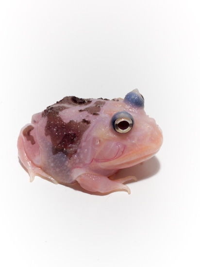 Saddle Back Translucent Pink Mutant Pacman Frog by JamJam Exotic
