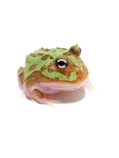 Translucent Tri-Color Mutant Pacman Frog by JamJam Exotic