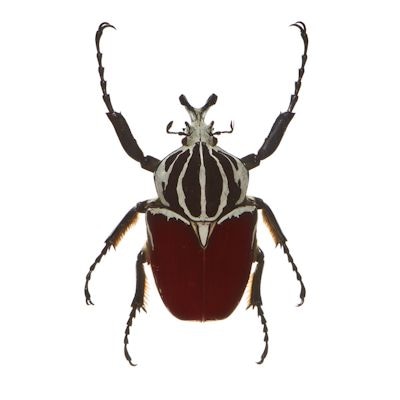 Goliath Larvae (GG) Beetle by JamJam Exotic - MorphMarket