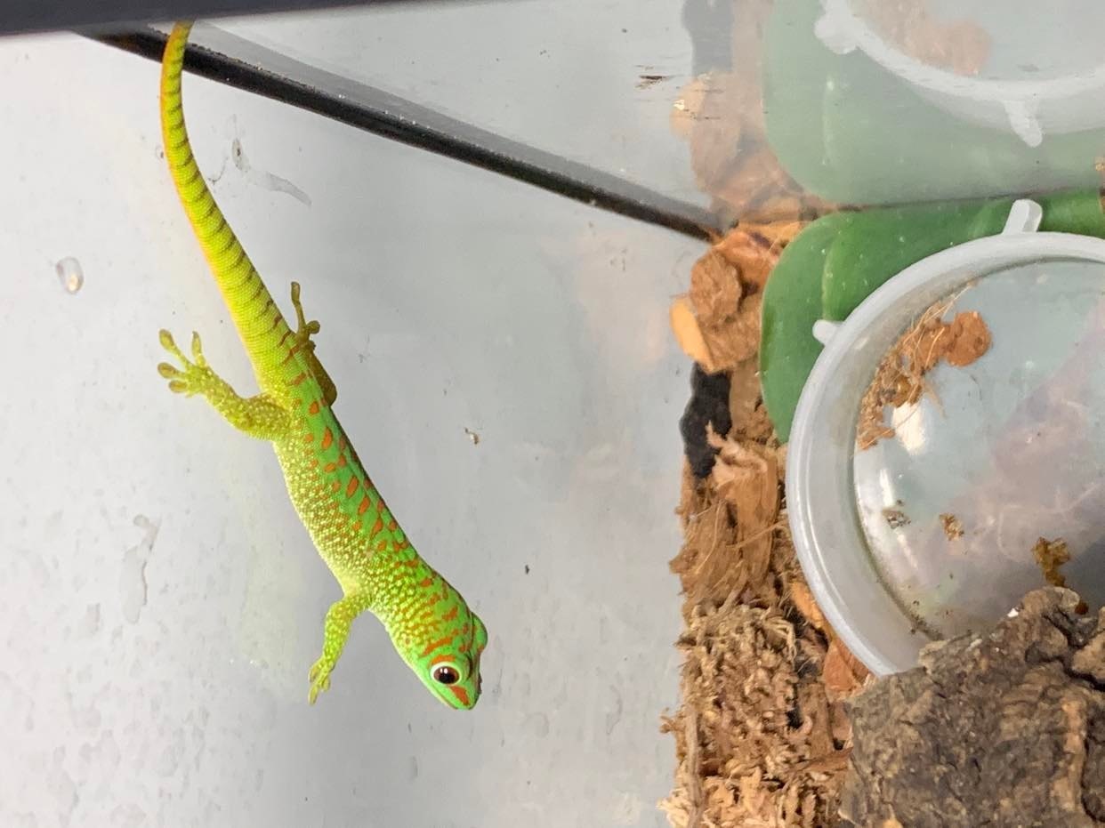 Crimson Day Gecko by JamJam Exotic - MorphMarket
