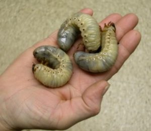 (Dynastes Tityus) Eastern Hercules Larvae Beetle by JamJam Exotic ...