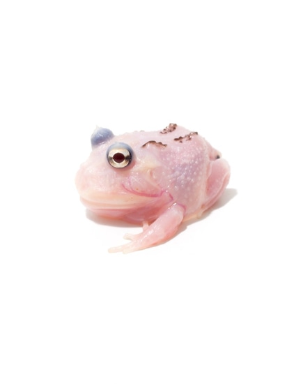 Translucent Pink Mutant Pacman Frog by JamJam Exotic