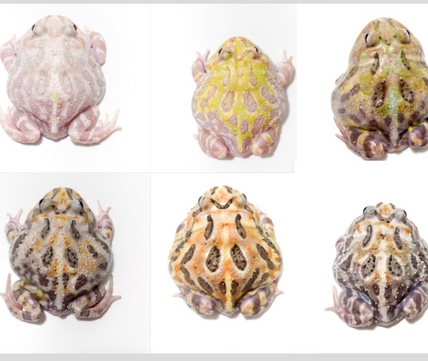 Translucent Pink Mutant Pacman Frog by JamJam Exotic - MorphMarket