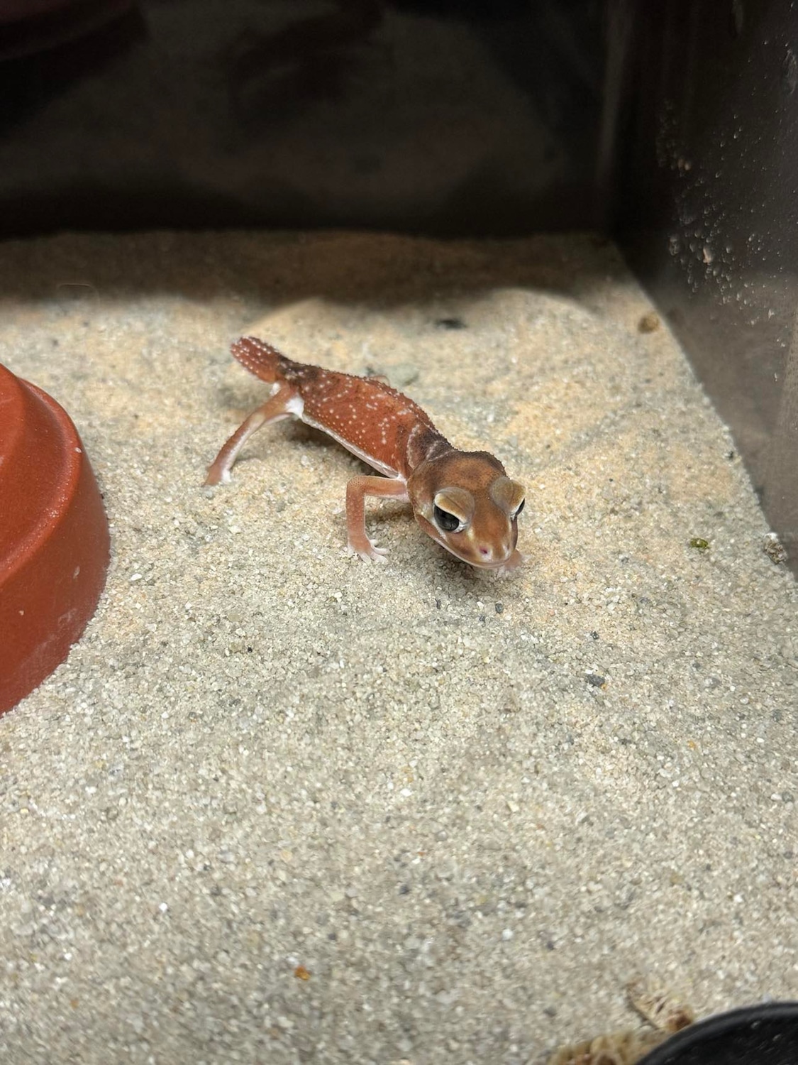 Female Hypo Nephrurus Levis Levis - Sept 22 Knob-Tailed Gecko by JamJam Exotic - MorphMarket