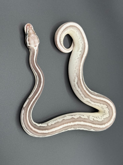Super Pastel Leopard Lesser VPI Axanthic Ball Python by Ammo Axanthics ...