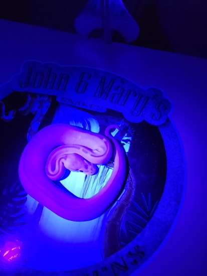 Karma Ball Python by John and Mary's Snakes