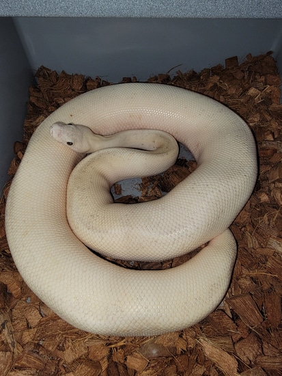 Ivory Spider Ball Python by John and Mary's Snakes