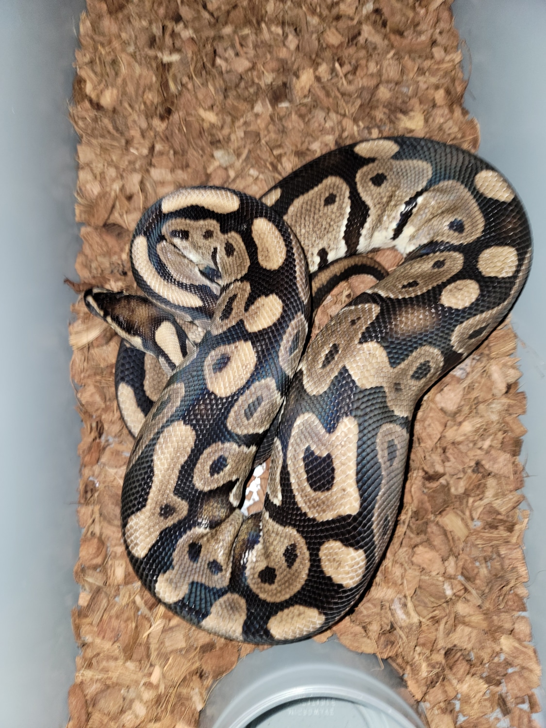 Het Piebald Ball Python by John and Mary's Snakes - MorphMarket