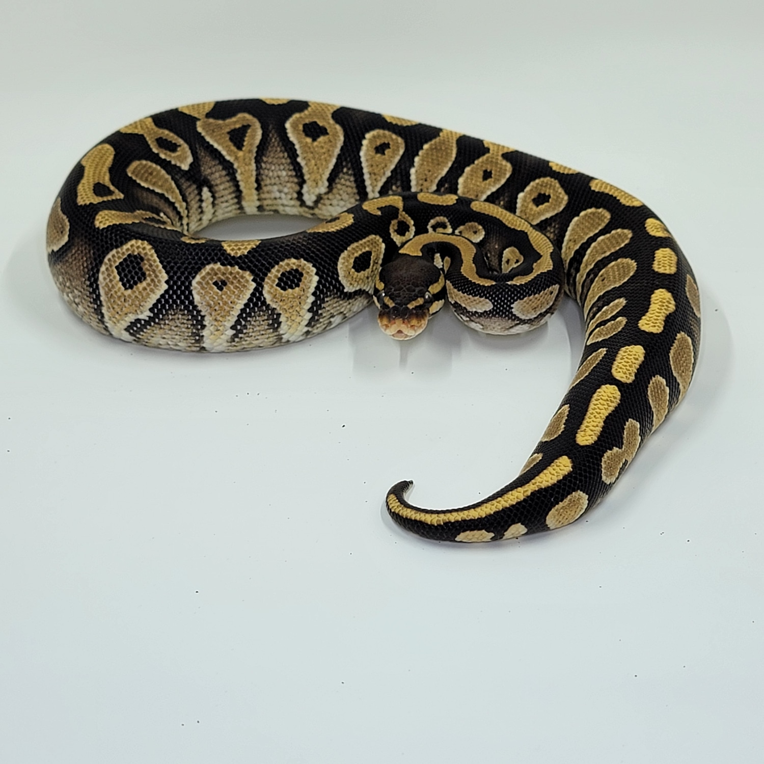 Phantom YB Ball Python by John and Mary's Snakes - MorphMarket