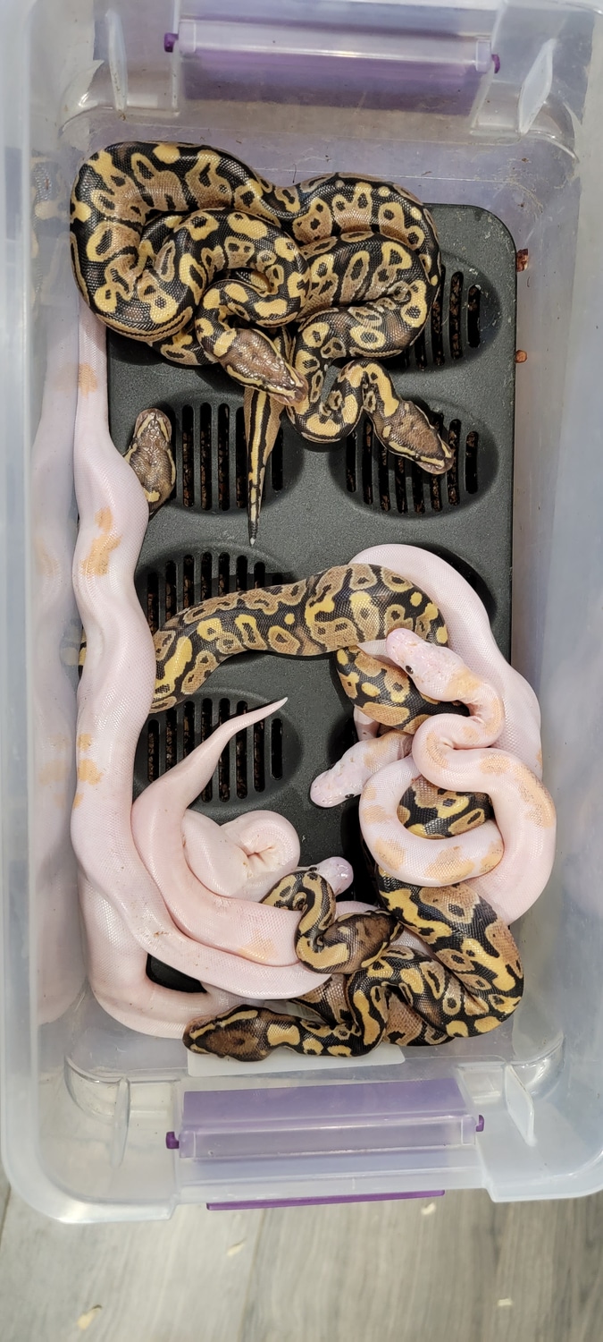 Ball Python Clutch: JMS-2023-04 by John and Mary's Snakes - MorphMarket