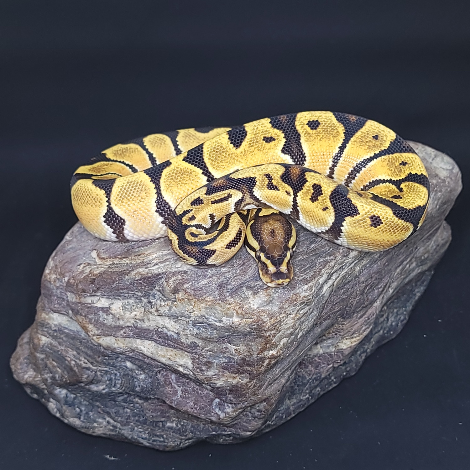 Enchi OD Fire/Vanilla Ball Python by John and Mary's Snakes - MorphMarket