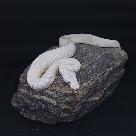 Lesser Mojave BEL Ball Python by John and Mary's Snakes