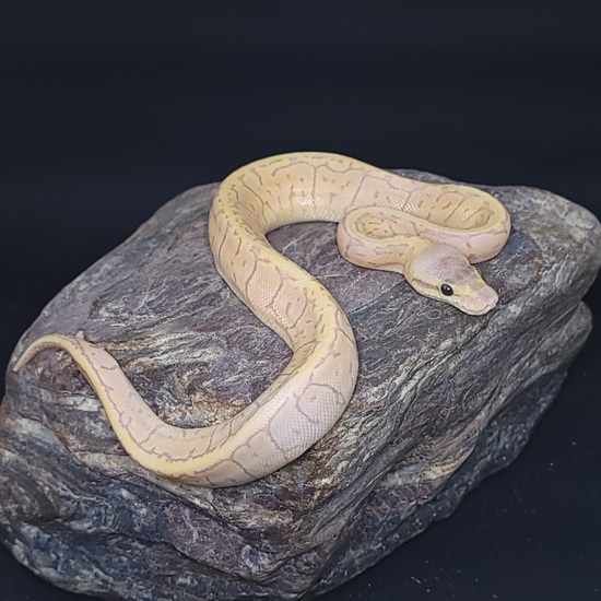 Lemonblast Banana Ball Python by John and Mary's Snakes