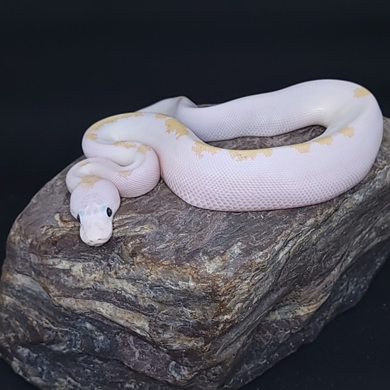 Super Fire Ball Python by John and Mary's Snakes