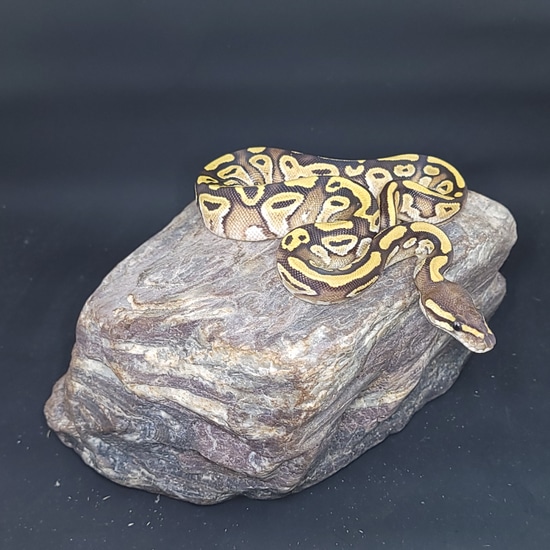 Mystic/Mojave 50% Het Pied Ball Python by John and Mary's Snakes