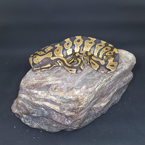 Mystic/Mojave 50% Het Pied Ball Python by John and Mary's Snakes