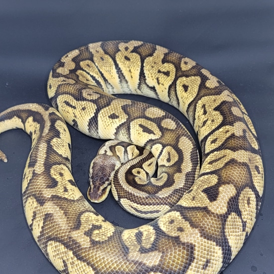 Super Pastel Citrus Ball Python by John and Mary's Snakes