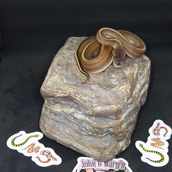 Cinnamon G-Stripe Ball Python by John and Mary's Snakes