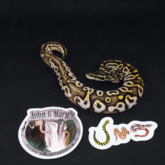 Pastel Sugar Trick Ball Python by John and Mary's Snakes