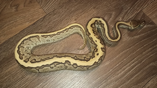 Spark Jigsaw Ball Python by Suwannee River Exotics