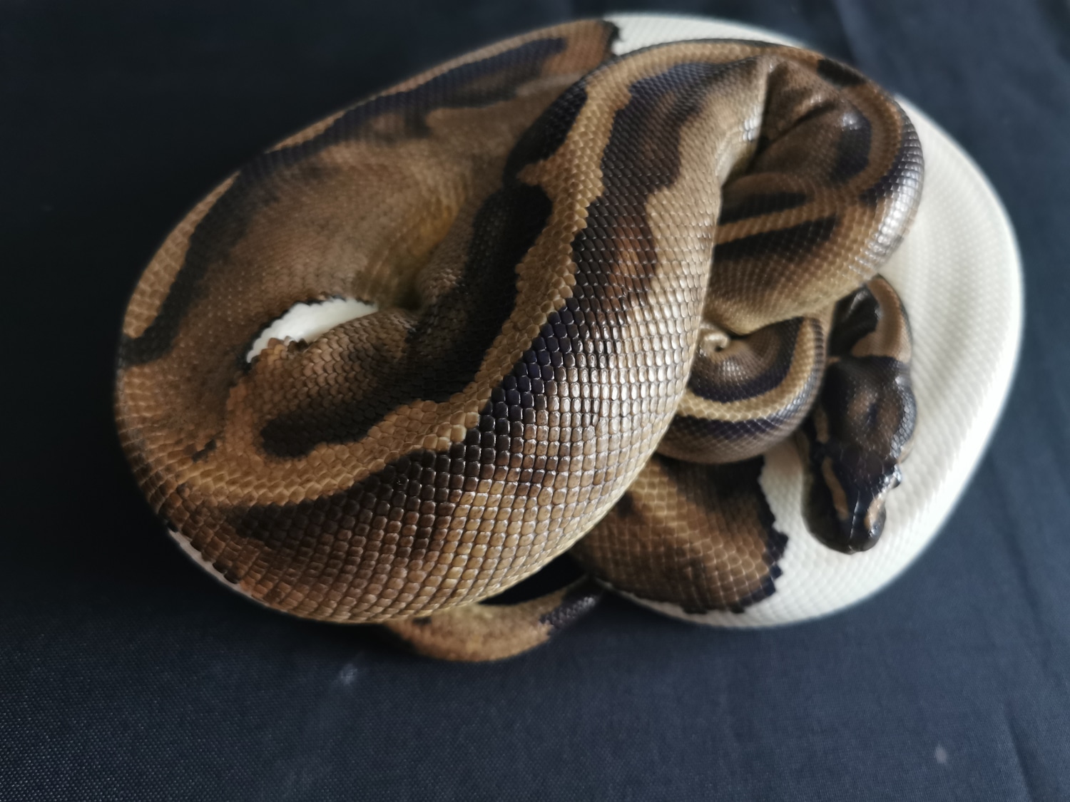 Piebald Ball Python by Königspython.Berlin - MorphMarket