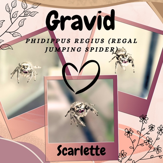 Gravid Phidippus Regius (Regal Jumping Spider) by The Spood Vault
