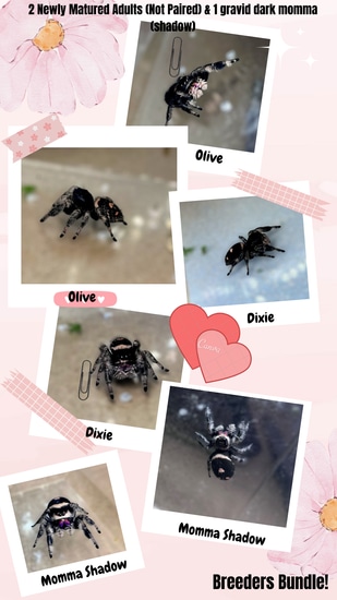Regal Jumping Spider Trio – Olive, Dixie & Shadow (Dark Phase Bundle – Gravid) by The Spood Vault