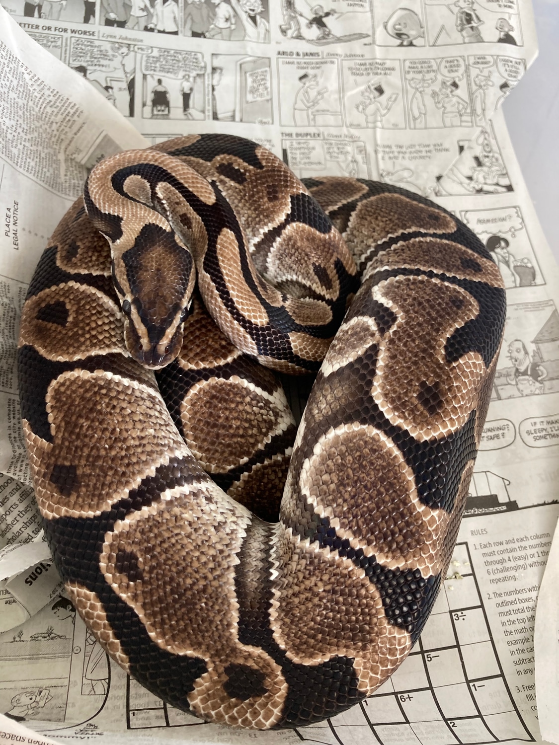 Proven Joliff Axanthic Female Ball Python by ASM Royal Tails - MorphMarket