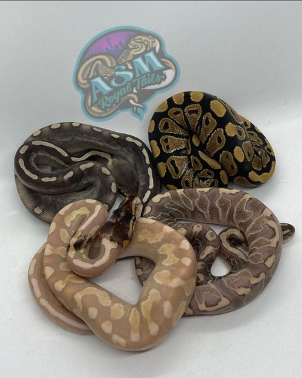2021 Enchi GHI Lesser DH Hypo GS Ball Python by ASM Royal Tails