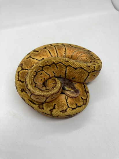 Lemon Blast Het DG Ball Python by ASM Royal Tails