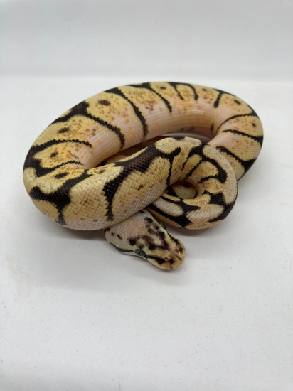 Citrus Pastel Vanilla Spider Ball Python by ASM Royal Tails